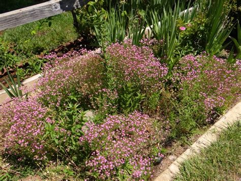 August Garden Bloggers Bloom Day Queerbychoice — Livejournal
