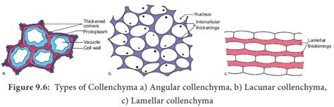 Simple Permanent Tissues Parenchyma Collenchyma Sclerenchyma