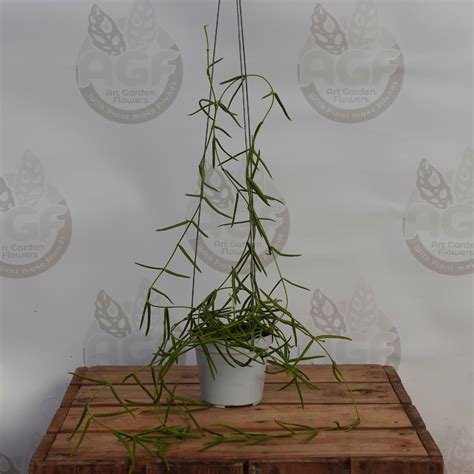Hoya Linearis Art Garden Flowers