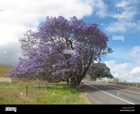 Beautiful Tree On Maui Stock Photo Alamy