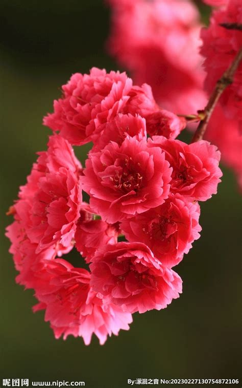红花碧桃摄影图 花草 生物世界 摄影图库 昵图网nipic