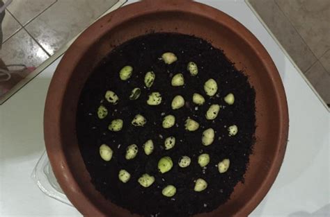 利用枇杷的种子种植枇杷树的技巧 360新知