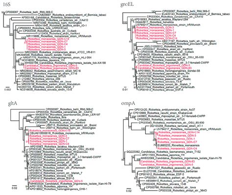 Phylogenetic Trees Based On The Nucleotide Sequences Of 16s Rrna Rrs