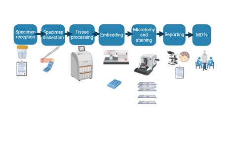 Histology Sample Processing Biorender Science Templates