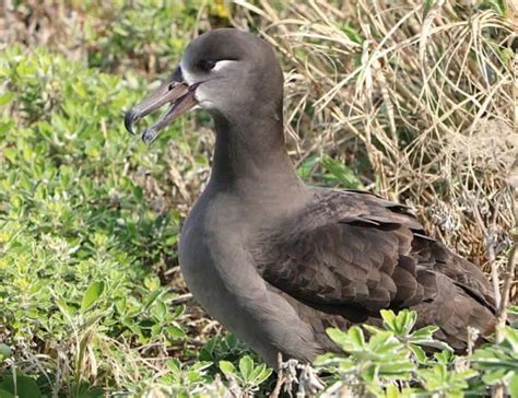 22 Types Of Albatross Species Facts And Photos