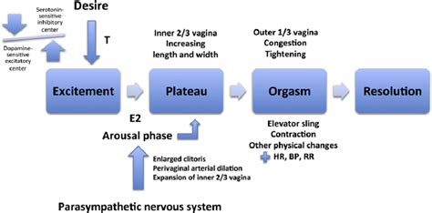 Physiological Changes In The Current Model Of The Female Sexual Download Scientific Diagram