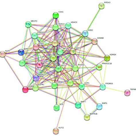 Prediction Of Protein Protein Interaction Networks Related To Mir 22 Download Scientific