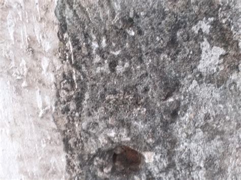 Ralsei Reference R Ralsei