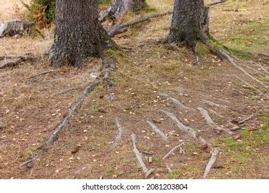 Tree Roots Visible Images Stock Photos D Objects Vectors