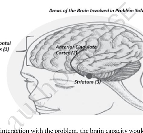 Areas Of The Brain Involved In Problem Solving Download Scientific