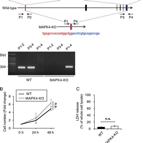 Generation Of Mapk4 Ko Hct 8 Cells A Schematic Image Of The Strategy