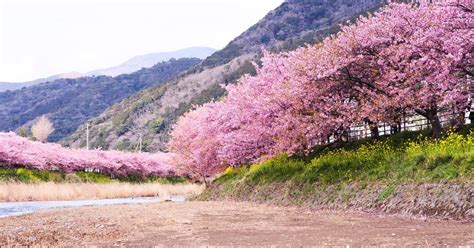 아타미 불꽃축제 And 이즈카와즈 벚꽃 축제 And 하코네 해적선 And 딸기 마음껏 따기 1박 2일 버스 투어 도쿄 출발 클룩 Klook 한국