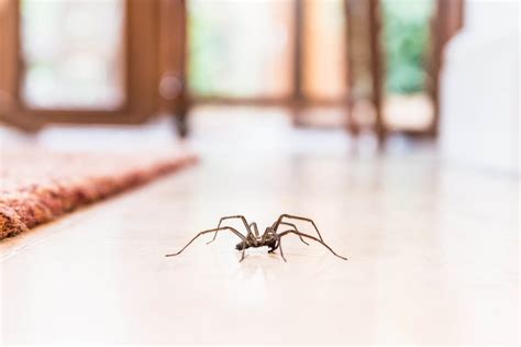 Effective Ways To Control Spider Spreading Qs Pest Control