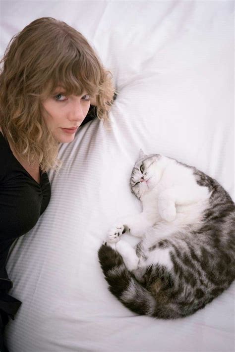 Taylor Swift Brasil É Hora De Ter Meredith Gata De Taylor Swift Como