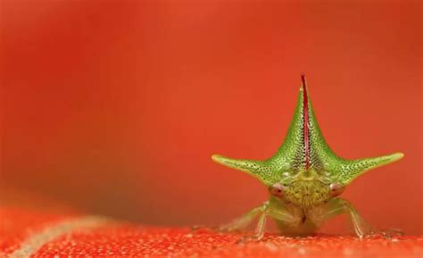 Tiny Treehopper Is One Of The Mightiest Mothers Nexus Newsfeed