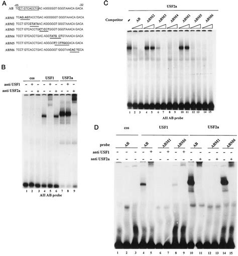 Usf Binding To Element Ab Analysis Of Specific Dna Binding Pattern A