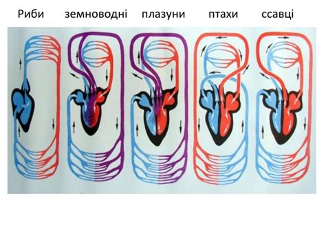 Практична робота 4 Тема Порівняння будоваи кровоносної системи хребетних тварин