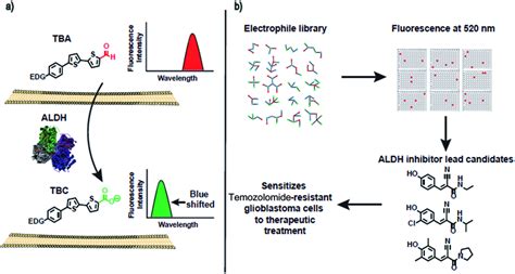 A Thiophene Bridged Aldehydes Tbas Image Aldh Activity In Cells
