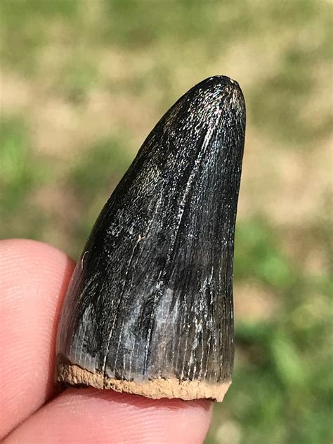 Bid Now Fossil Alligator Tooth January 2 0123 6 00 Pm Cst