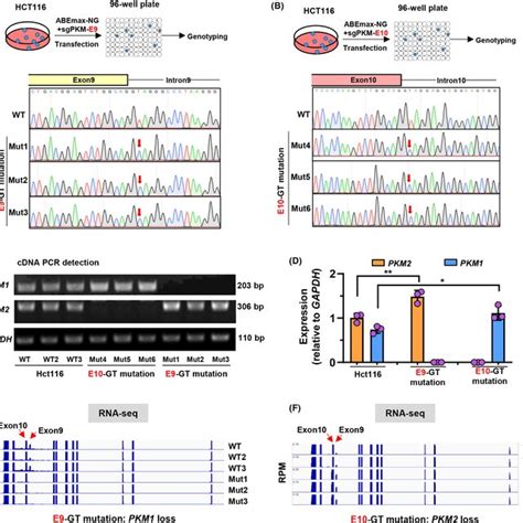 base editing‐mediated efficient mutation of splicing junction sites of download scientific