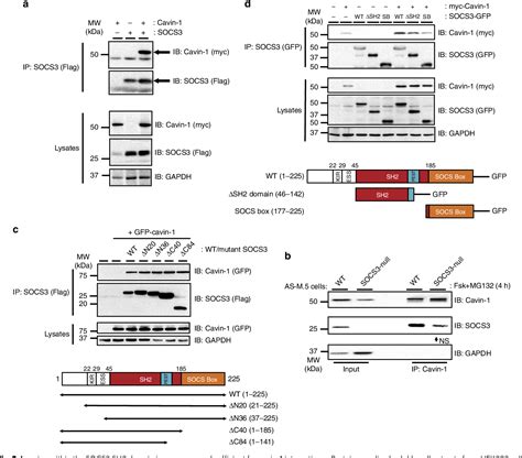 Figure 1 From Cavin 1 Mediated Regulation Of Suppressor Of Cytokine Signalling 3 Socs3