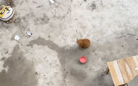 这个名字是不是很性感？ 蛋妈家dmj 蛋妈家dmj 哔哩哔哩视频