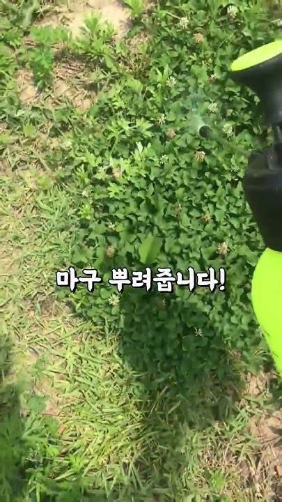 효과보장보기싫은 잡초 식초로 하루만에 말려죽이기 친환경 제초제 Youtube