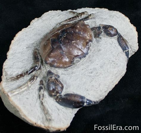 Fossil Crab Pulalius Washington State 7319 For Sale
