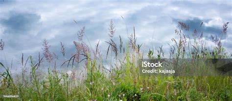 태양에 대항하여 구부러진 잔디와 함께 봄에 잔잔한 강 위로 극적인 일출 다우가바 라트비아 0명에 대한 스톡 사진 및 기타 이미지 Istock