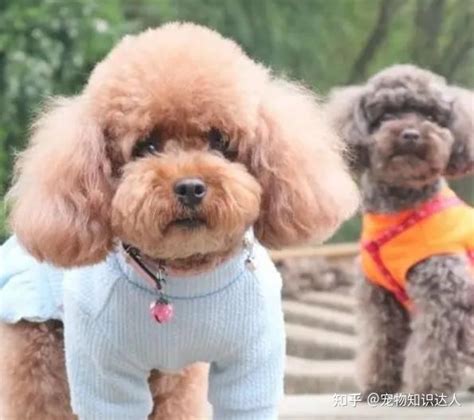 缺钙的泰迪犬有这些问题你还不知道吗 知乎