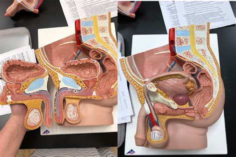 Practical Labex Prep Diagram Quizlet