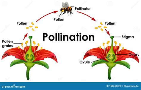 Diagram Showing Pollination With Flower And Bee Stock Vector Illustration Of Beautiful