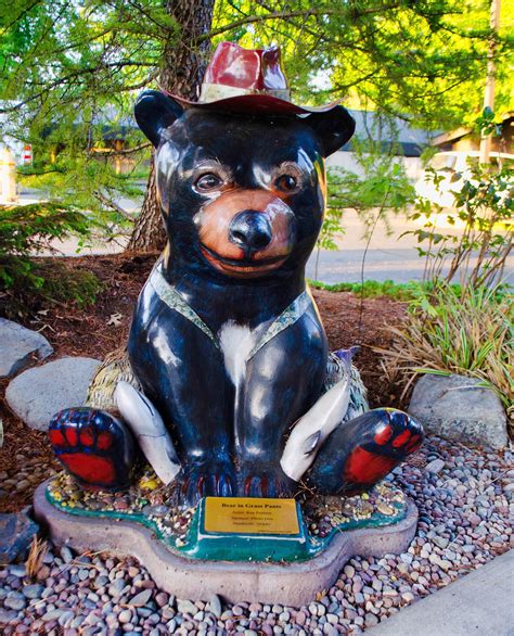 Bear In Grants Pass Grants Pass Or Official Website