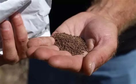 Что посеять в междурядьях клубники чтобы улучшить плодородие и оздоровить почву Лучшие