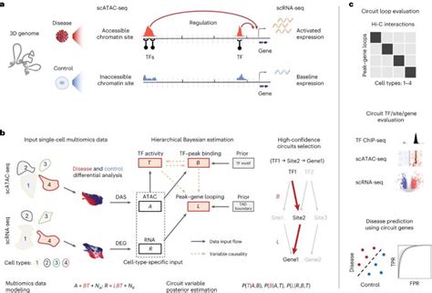 Mapping Disease Regulatory Circuits At Cell Type Resolution From Single