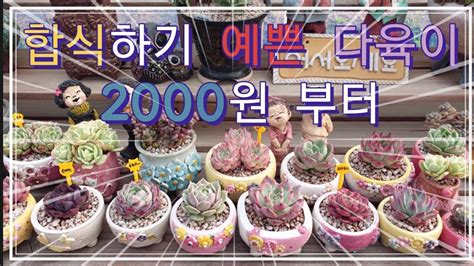 별난다육 다육이 2000원 부터 저렴하게판매다육이 다육 다육식물 Youtube