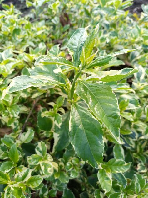 Tecno Camon 16s Camera Sample 6 Android Kenya