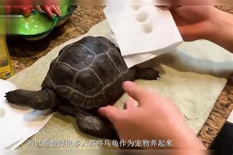 乌龟没有龟壳还能活吗？科学家将龟壳切开，答案你绝对想不到！ 乌龟 答案
