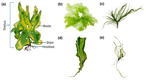 Ulva Seaweed Derived Ulvan A Promising Marine Polysaccharide As A