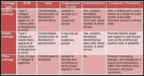 Cartilage And Bone Connective Tissue Flashcards Quizlet