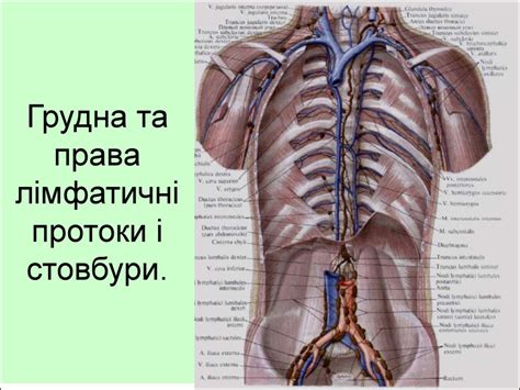 Будови лімфатичної системи презентация онлайн