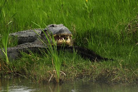 Free Images Swamp Wildlife Predator Reptile Fauna Vertebrate