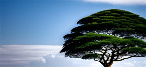 N Hance Cares Revitalize Your Space While Conserving The Natural World