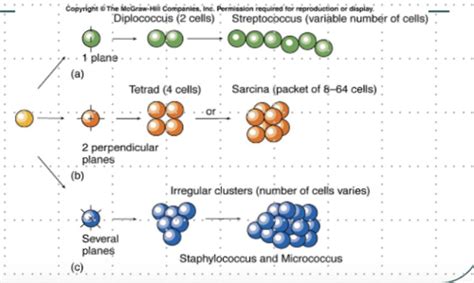 Microbiology Chp Four Flashcards Quizlet