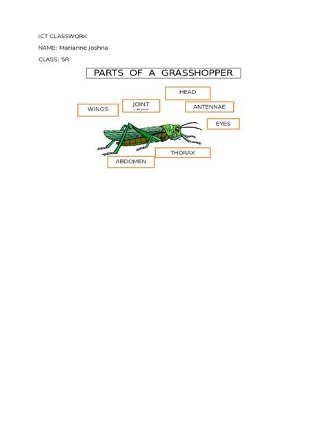 grasshopper pdf