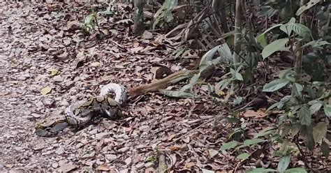 King Cobra And Python Caught Tussling It Out At Macritchie Mothership