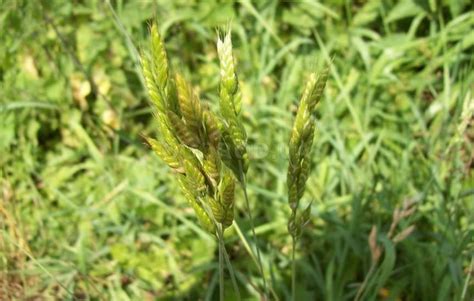 Список сорных растений с фотографиями