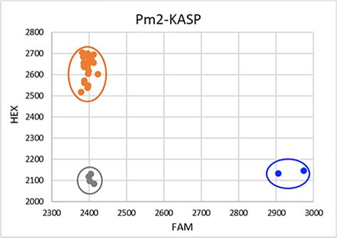 Three KASP Markers Developed For 7 Bp InDel Between The Pm2 And Pm2 Download Scientific Diagram