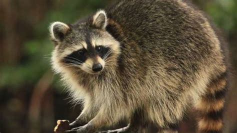 Conoce Más Sobre El Mapache🦝 Youtube