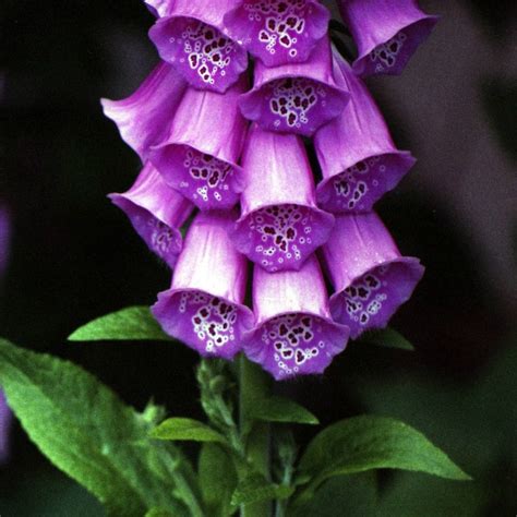caring for foxglove plants foxglove biennial digitalis poisonous